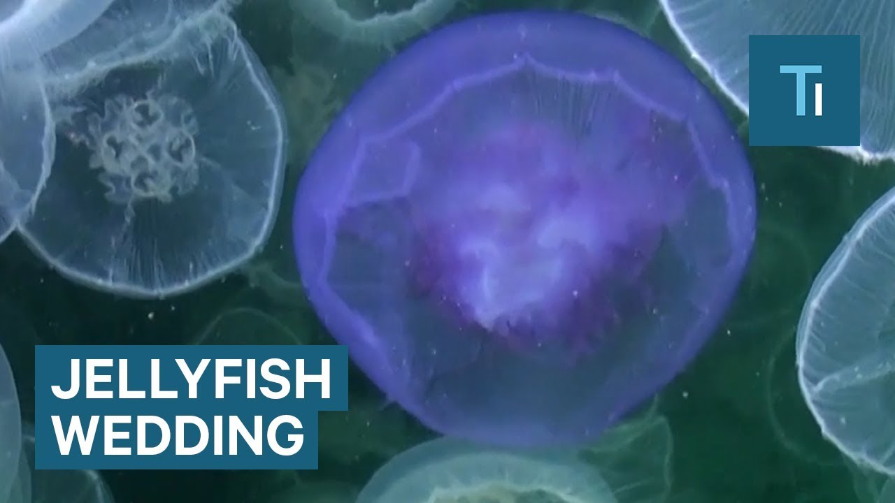 A Jellyfish Wedding Occurs Every Summer In Alaska - YouTube