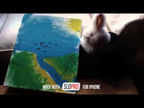 Random Rabbit ep.3 - YouTube