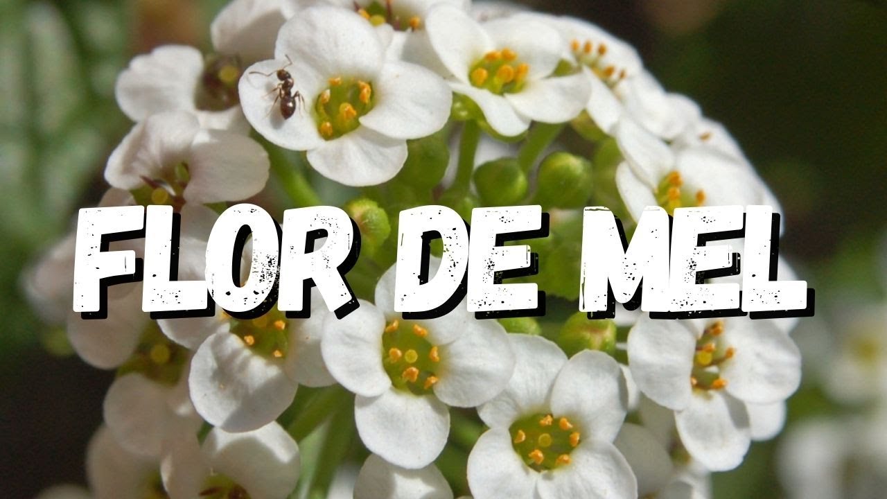 Flor de Mel: Um Guia Completo Desta Planta - YouTube