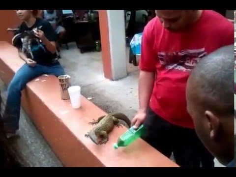 Big lizard Guam, Chamorro village - YouTube