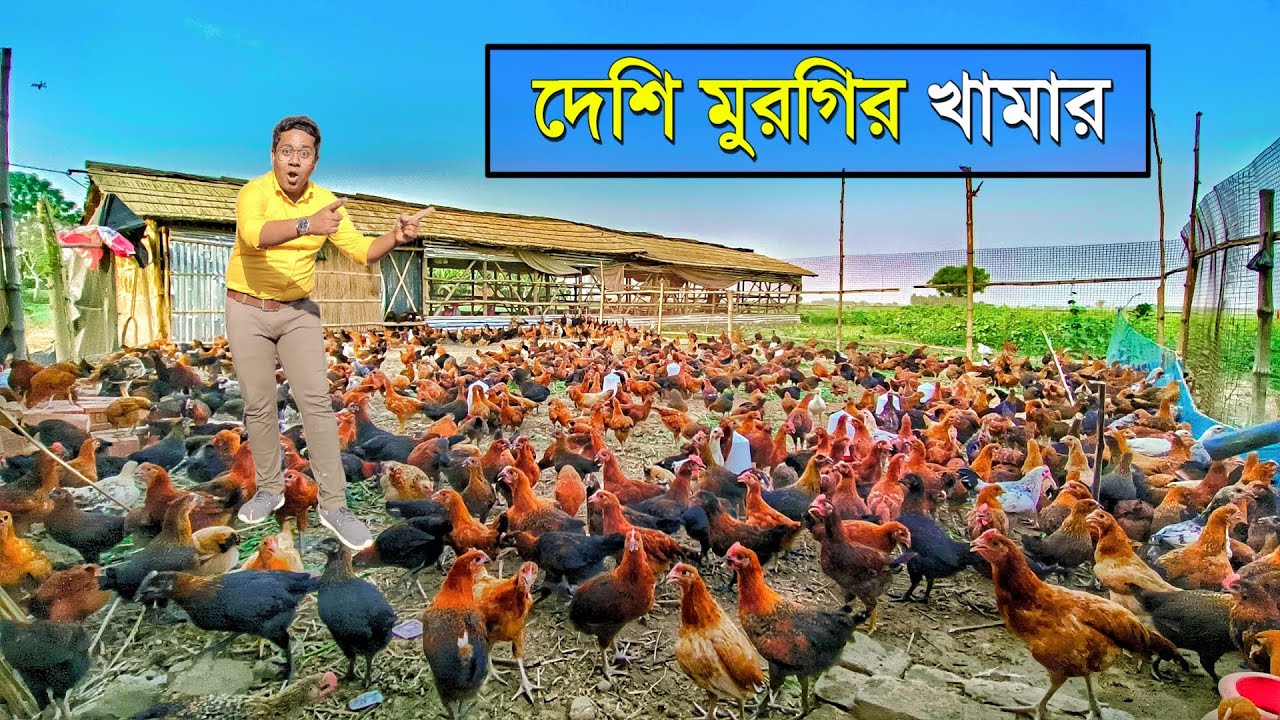 আদর্শ দেশি মুরগির খামার | Murgi Farming | Layer Murgi Farm | Local ...
