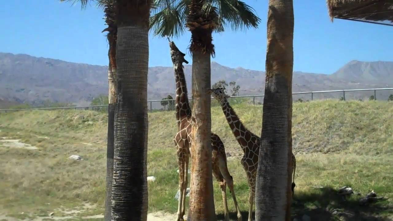 Balance exercises for a giraffe - YouTube