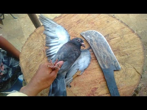 Pigeon Street Cutting pigeon meat by Indian Street butcherman # ...