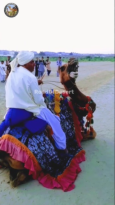 🐫Camel Race🐫 #camelrace - YouTube