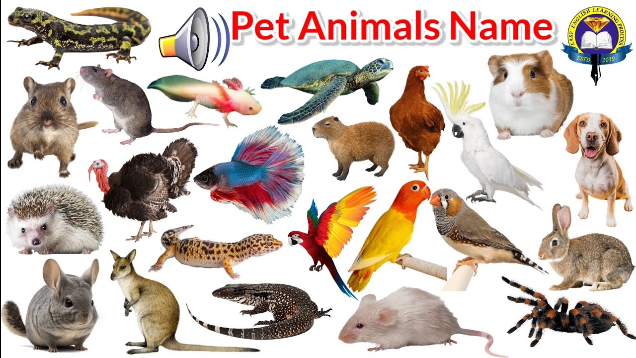 Pet Animals | Pet Animals Name With Sound | Pet Animals name list ...