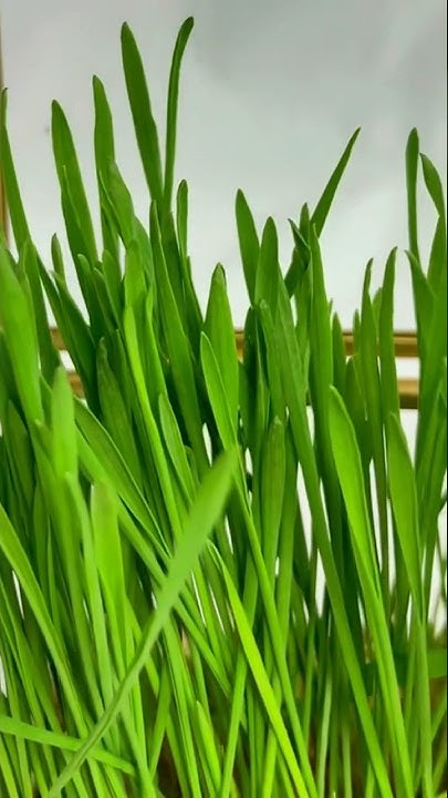 Обзор микрозелень пшеницы #микрозелень #огороднаподоконнике #семена # ...