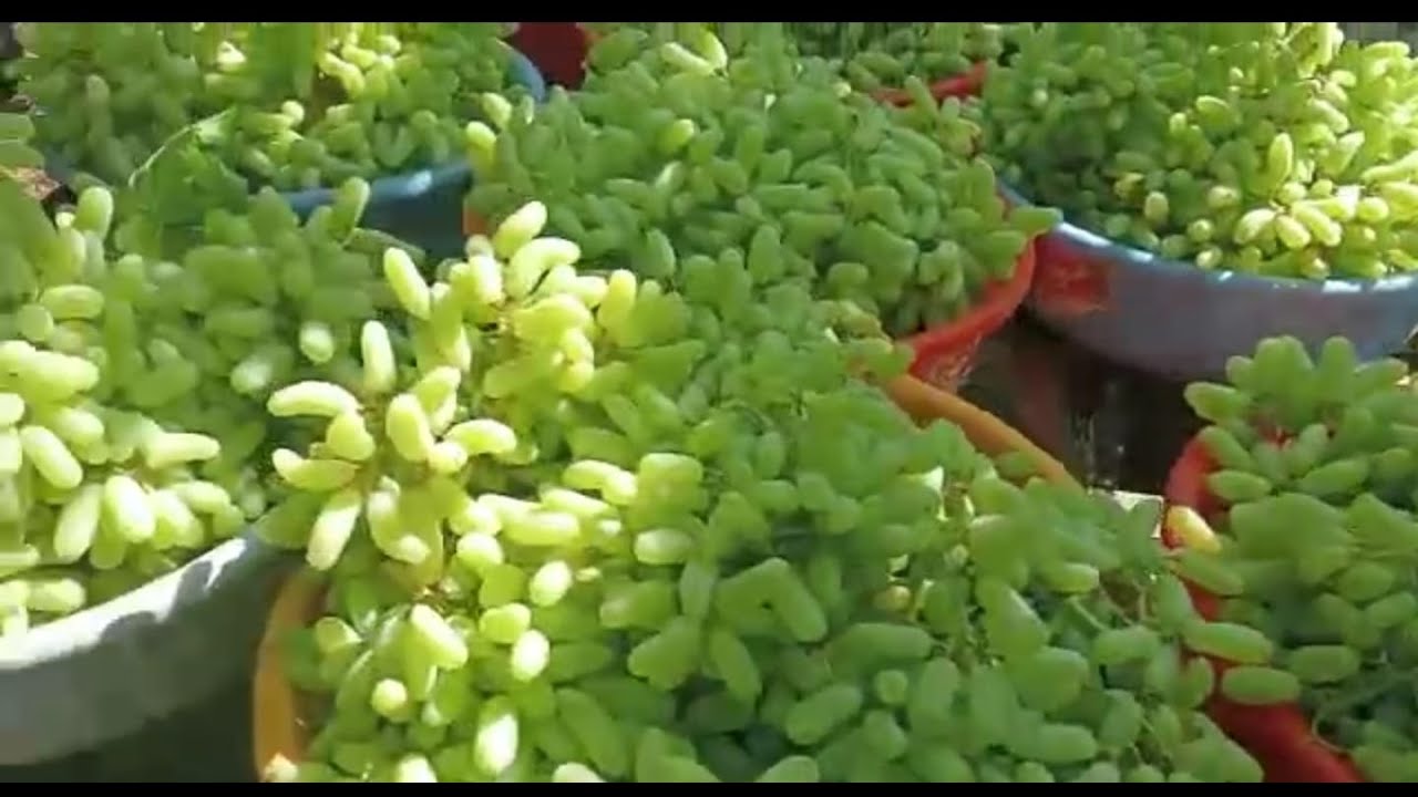 Cricket Best Clips, Match Highlights, Grapes, Indian Grapes Export ...