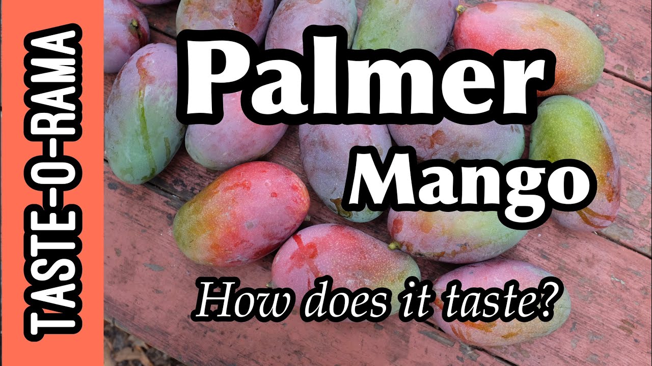 Taste-O-Rama! 'Palmer' Mango- What does it taste like? - YouTube