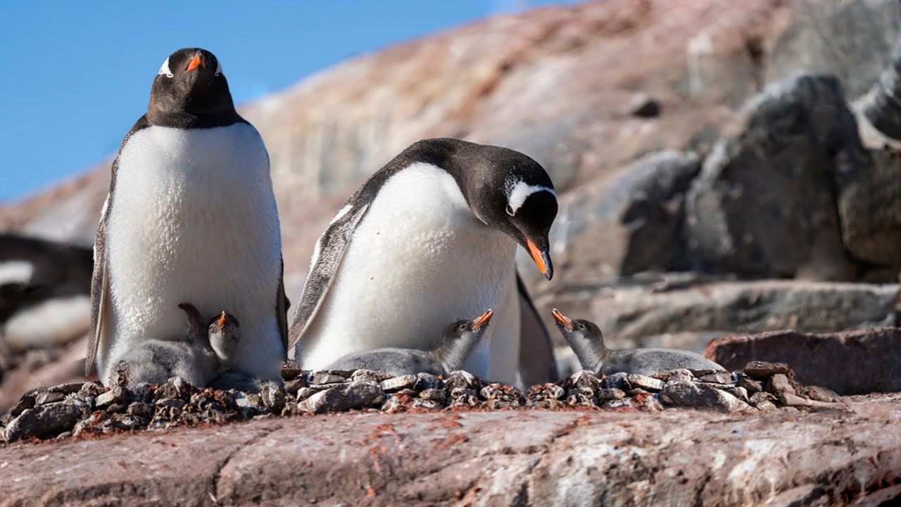 Amazing Nature - Penguin Giving Birth In The Wild - YouTube