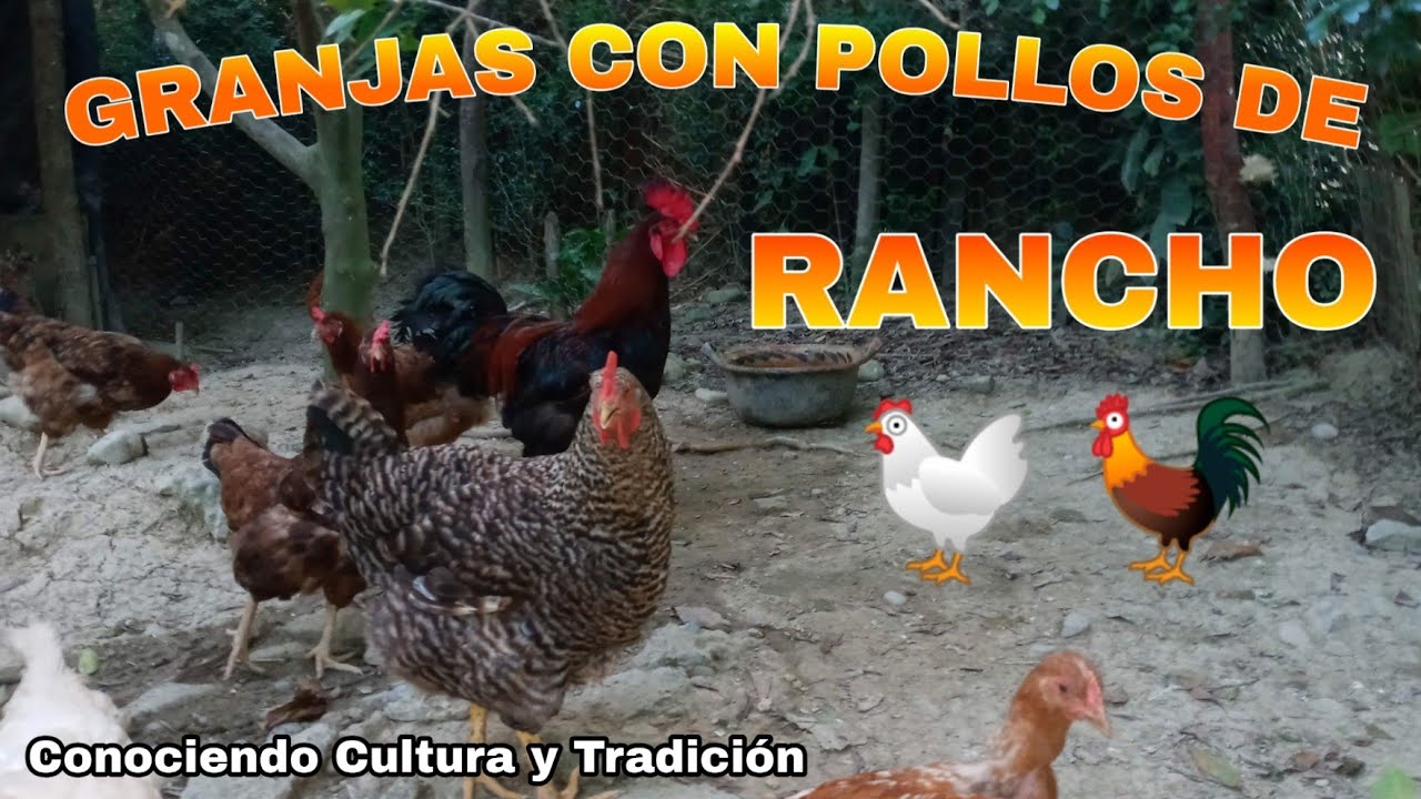 Granjas De Pollo De Rancho || Apicultura Desde El Rancho - YouTube