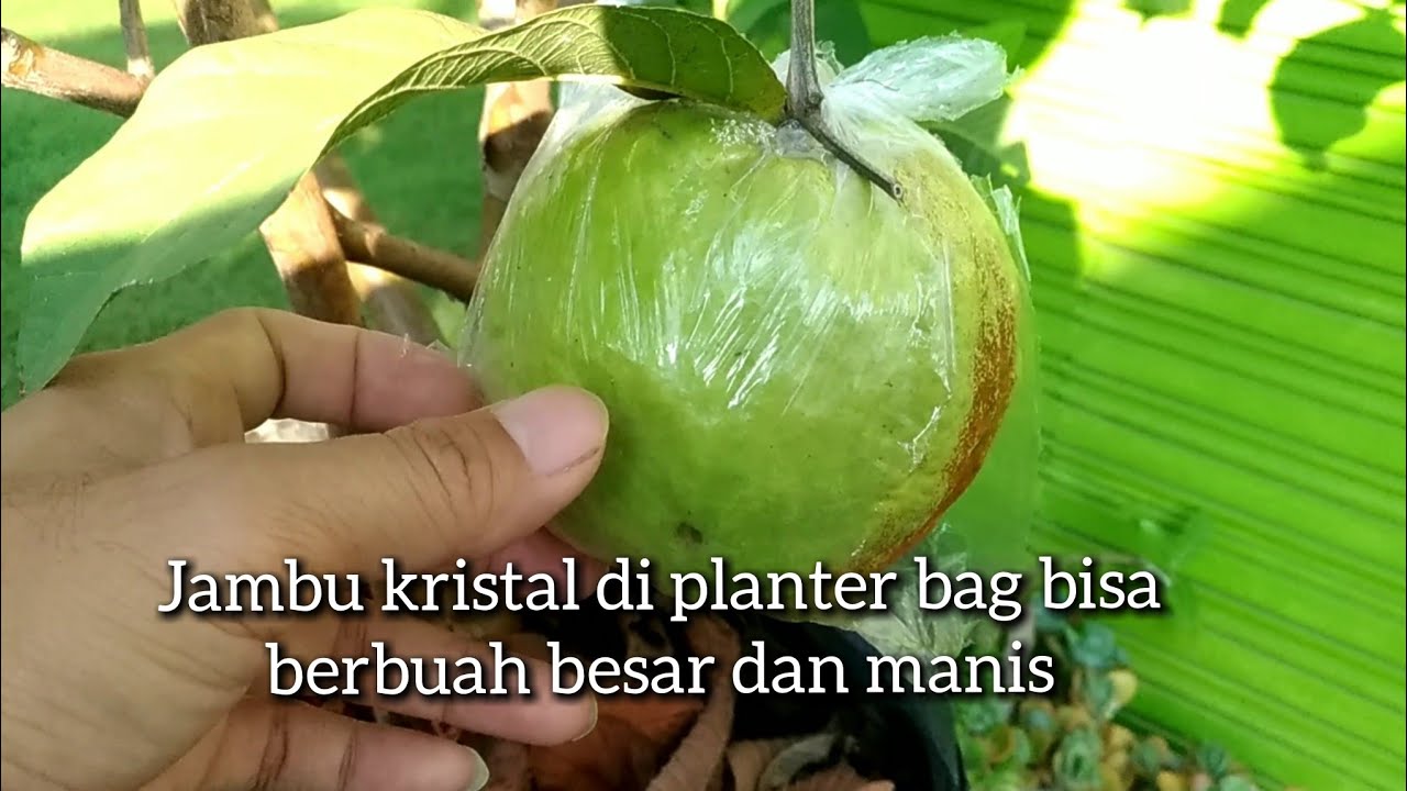 cara perawatan bunga jambu kristal supaya tidak rontok - YouTube