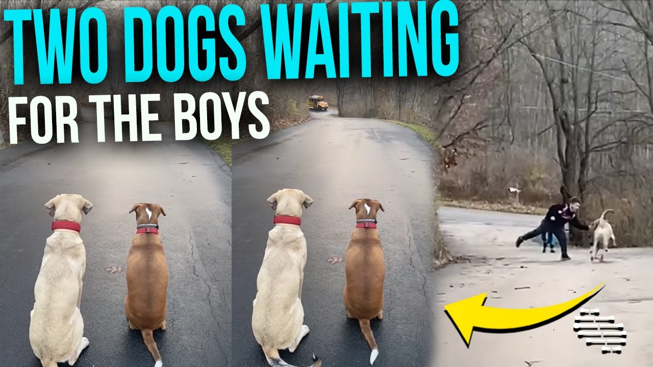 Two Dogs Waiting for the Boys to Come From School Patiently in the ...