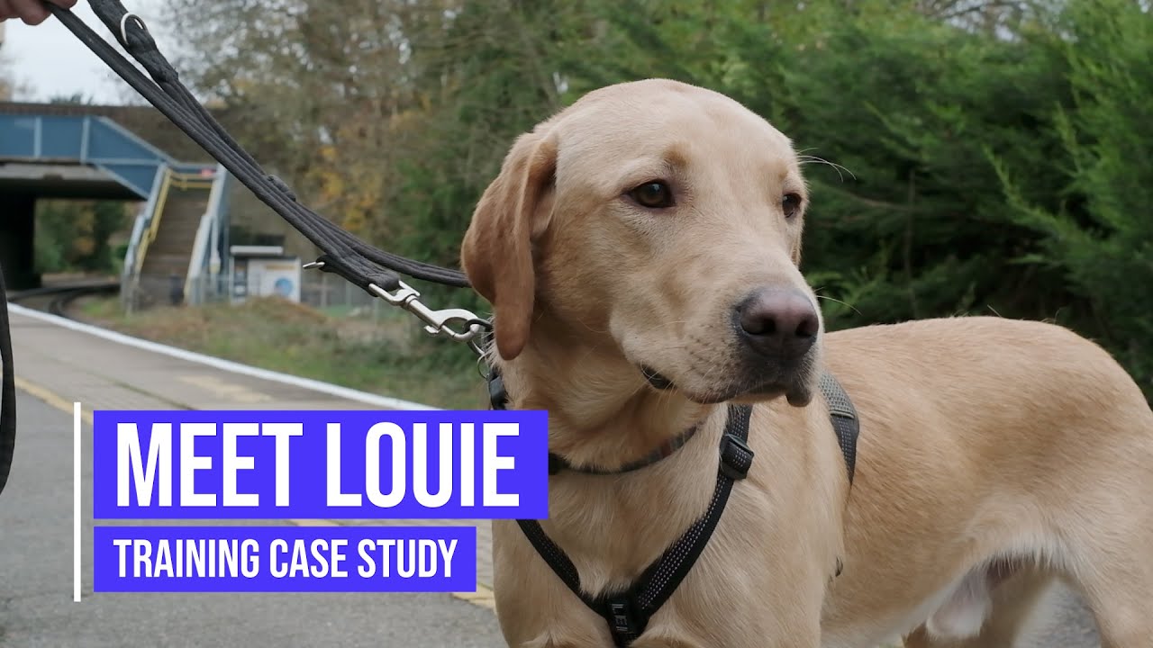 Helping a Labrador with anxiety issues around trains and new ...