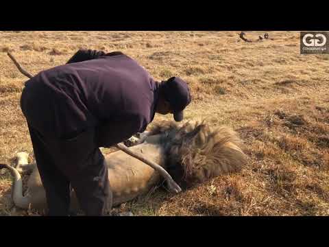 Lion tick treatment - YouTube