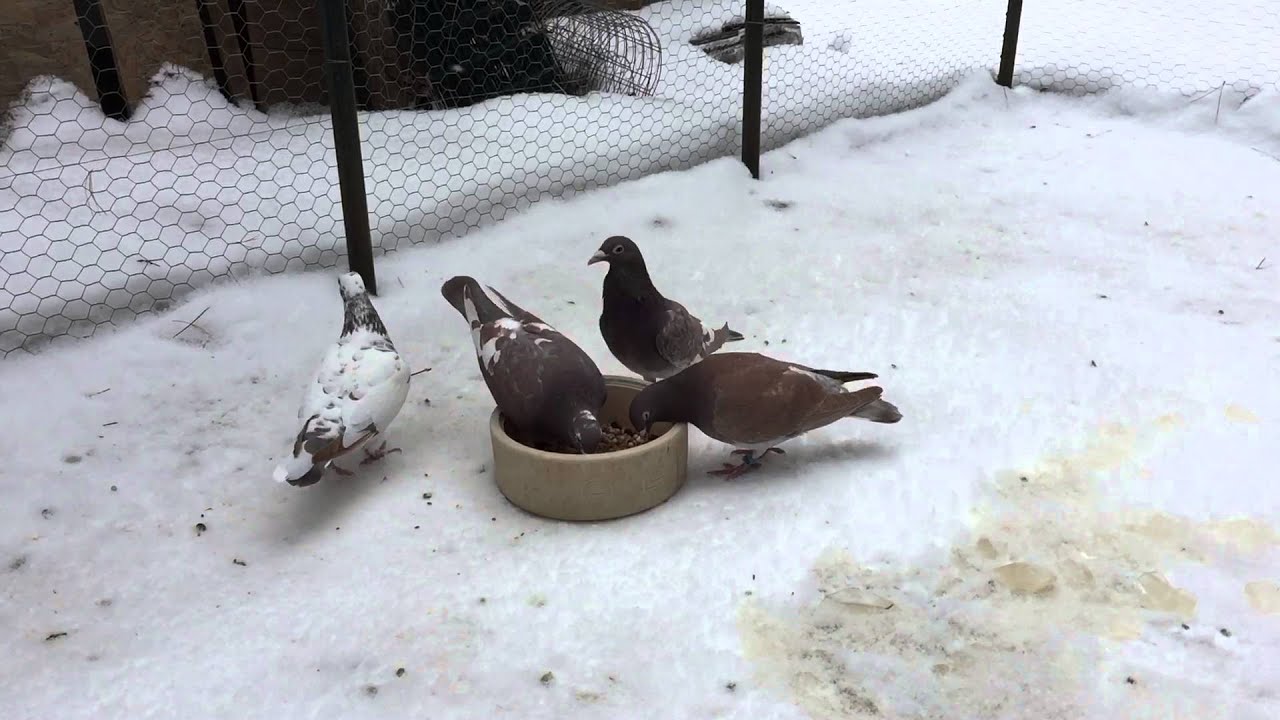 Meuleman Racing Homer Pigeons. February 14, 2016 - YouTube