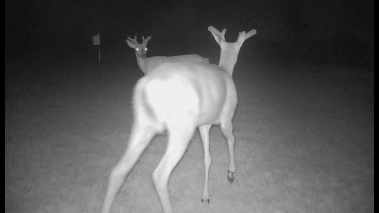 Deer Cams #029 | #Outdoors #Hunting #Fishing #Guns #2a #deer # ...