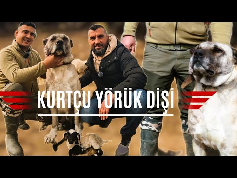 KURTÇU YÖRÜK DİŞİ.SÜRÜ ONA EMANET. #anadolucobankopegi #kangal #dog #kangaldog