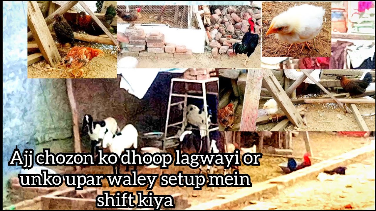 Ajj choozon ko dhoop lagwayi or unko upar chaat waley setup mein shift ...