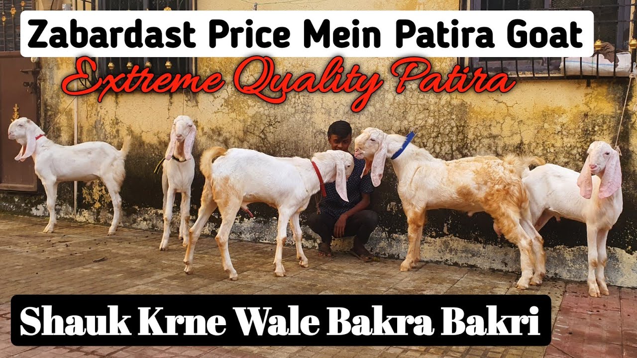 Zabardast Price Mein Patira Goat Kid's Neral | Quality Patira Bakra ...