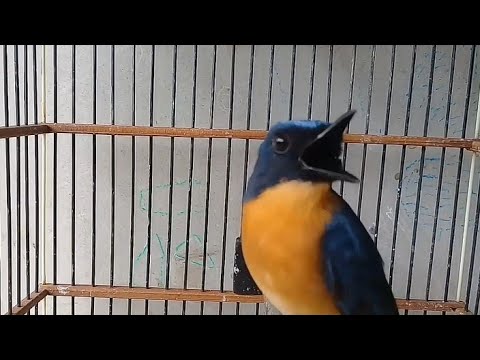 Blue FIGHTER bird endemik indonesian - YouTube