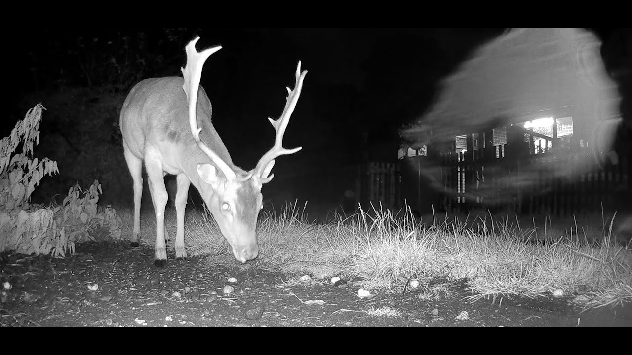 Stags, Deer and fox close ups - YouTube