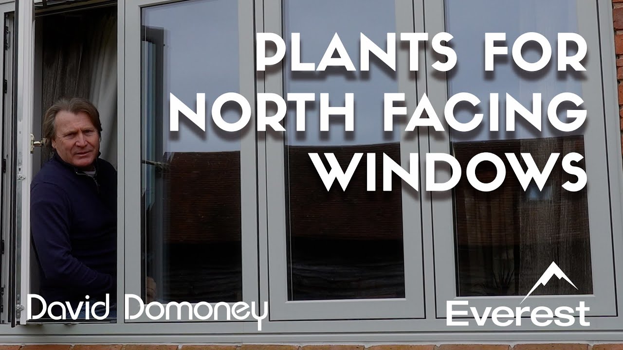 What Plants Are Good For North-Facing Windows - YouTube
