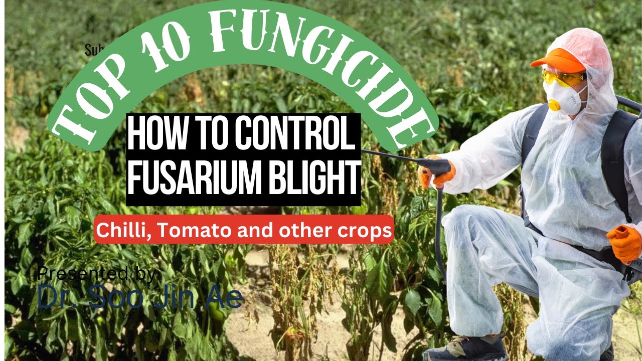 Effective Synthetic Fungicides list for Managing Fusarium Blight wilt ...