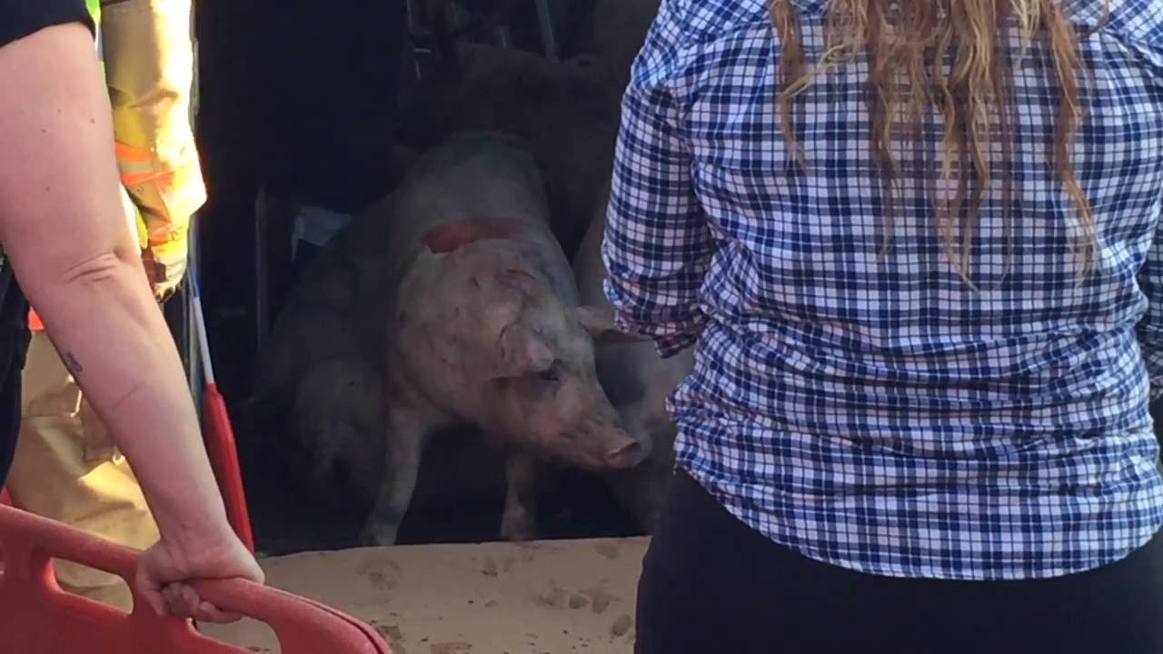 Truck transporting Pigs rolls over - YouTube