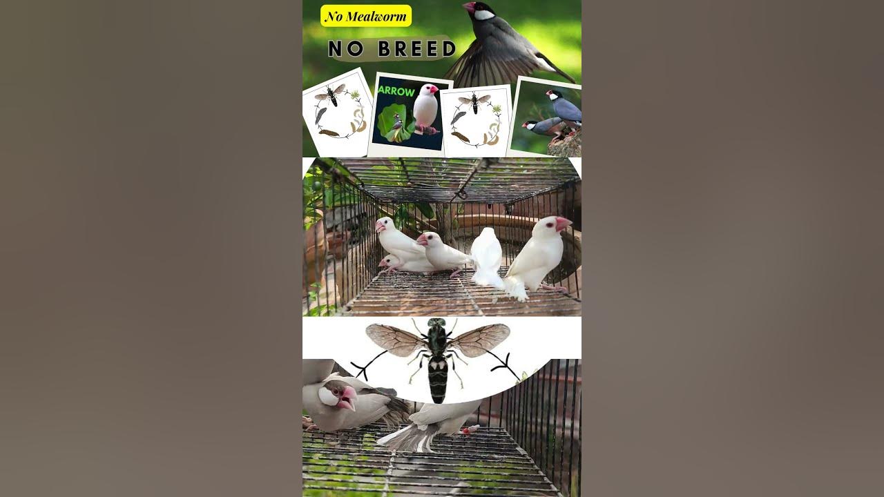 Fawn Java , Java Sparrow , Java Finch , Lovebird , White Java , Silver Java #javasparrow #birds ...