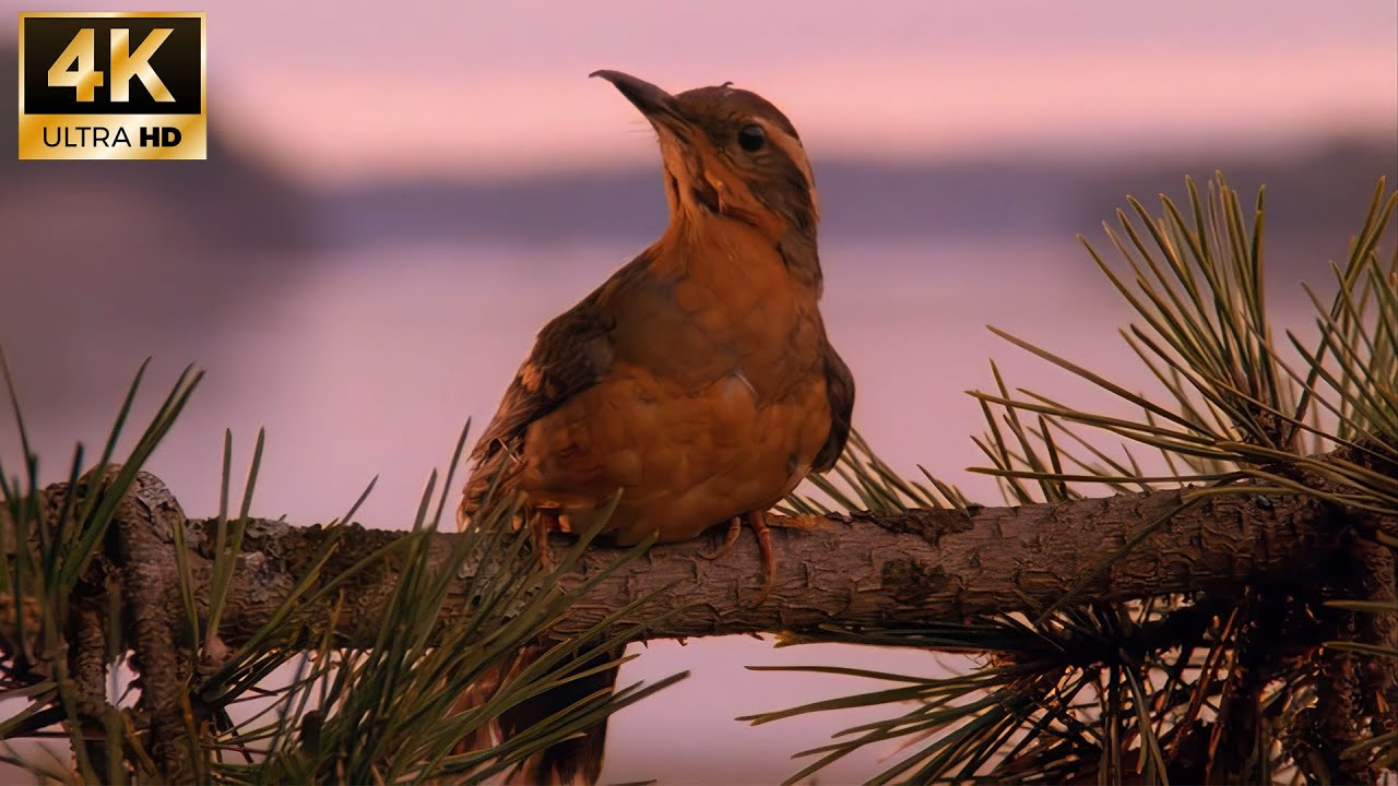 Twin Peaks Intro [4K REMASTERED] - YouTube