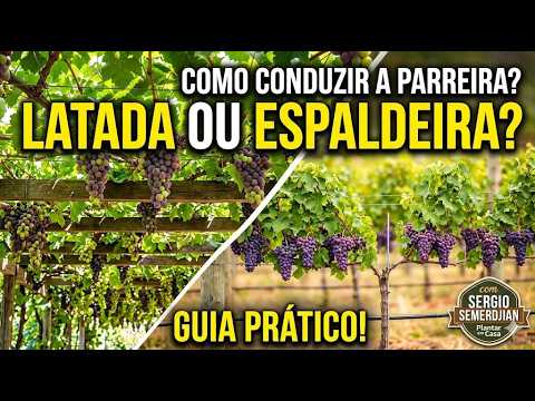 Como Conduzir a Parreira: Latada ou Espaldeira? Guia Prático com Sergio Semerdjian