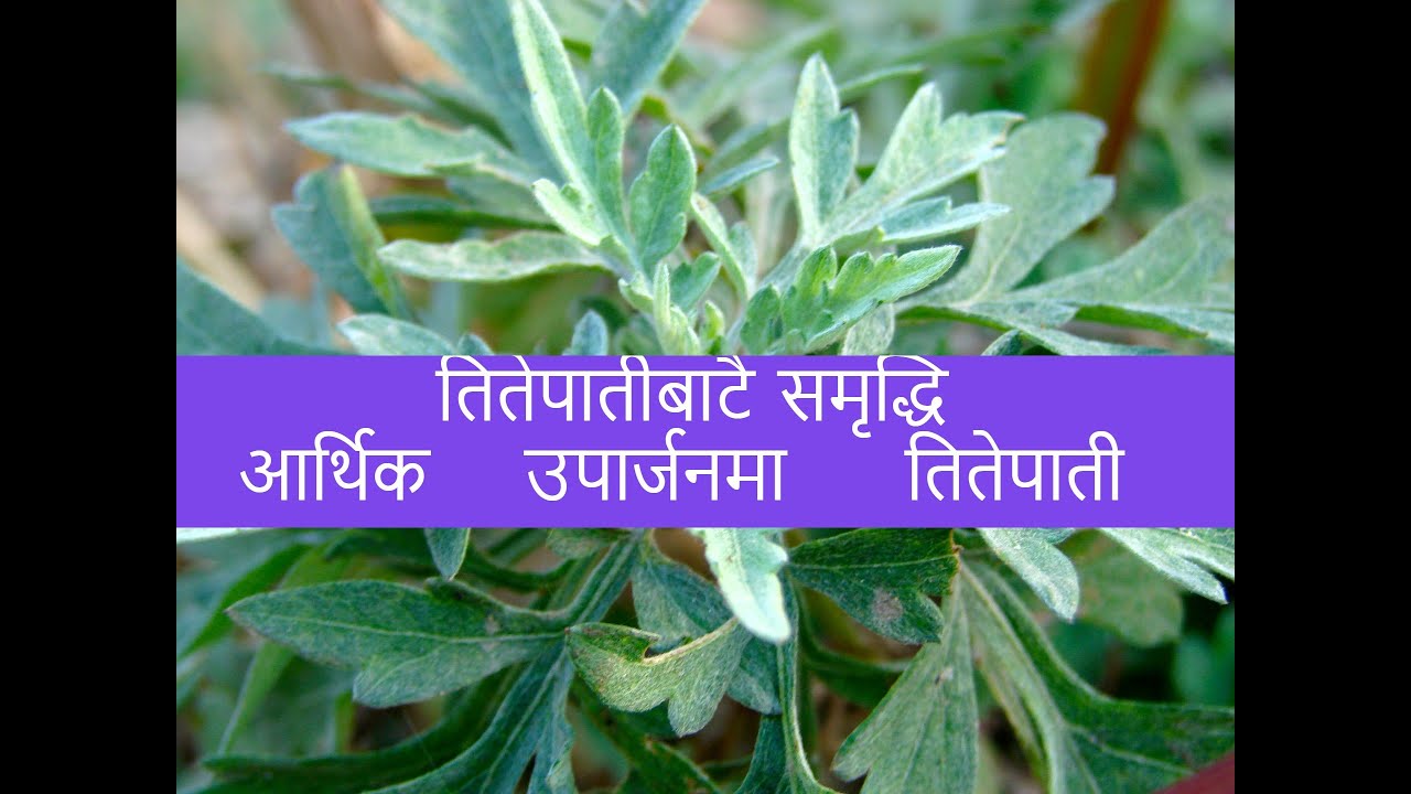 ||तितेपातीबाटै समृद्धि|| आर्थिक उपार्जनमा तितेपाती || Titepati Kheti ...