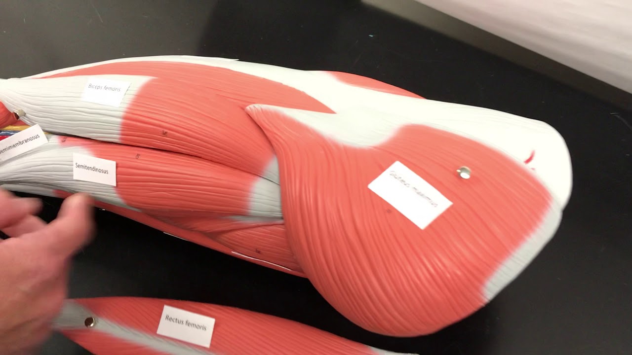 CCC Online Biology Lab - Muscles of the Leg - YouTube