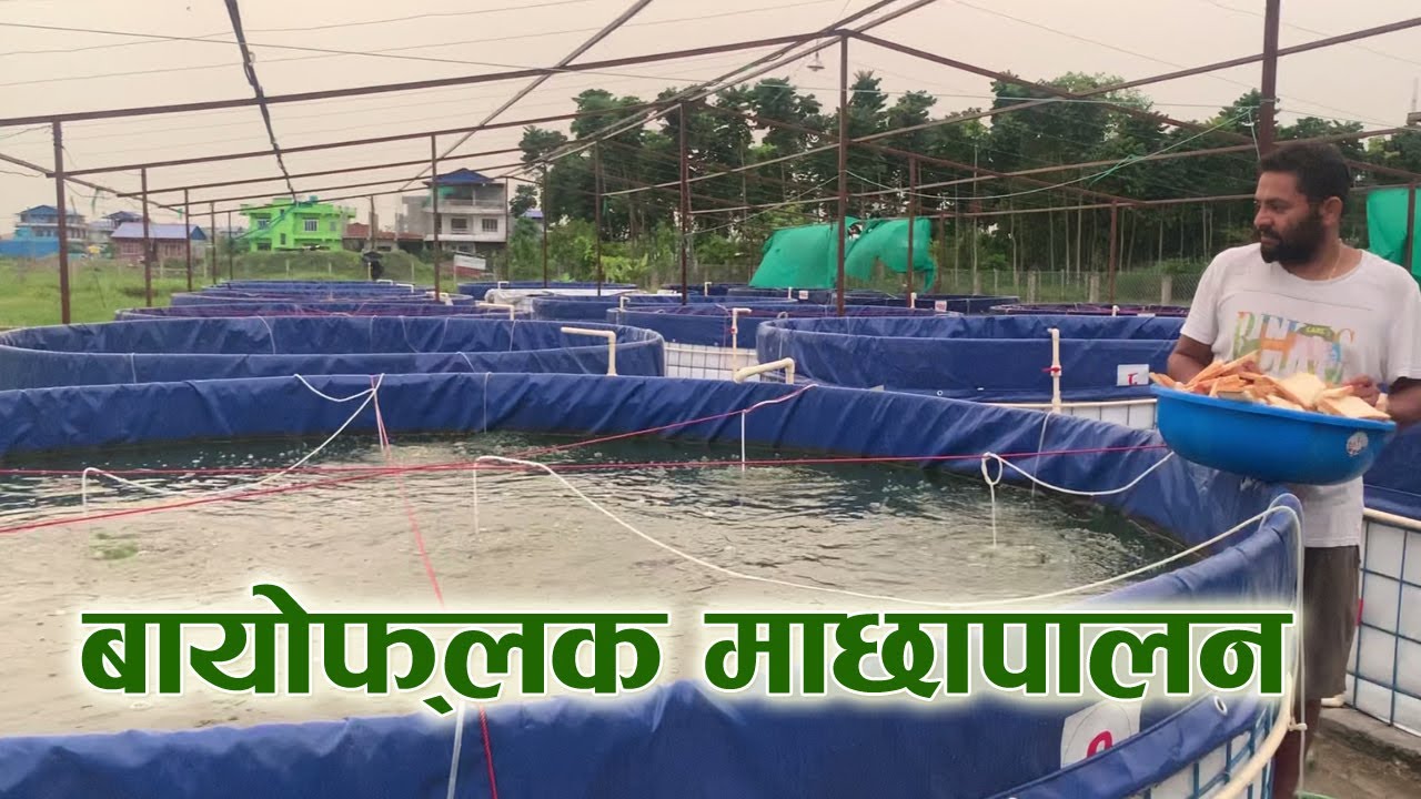 Biofloc Farm update in Lockdown period, Biofloc Fish Farming in Nepal ...