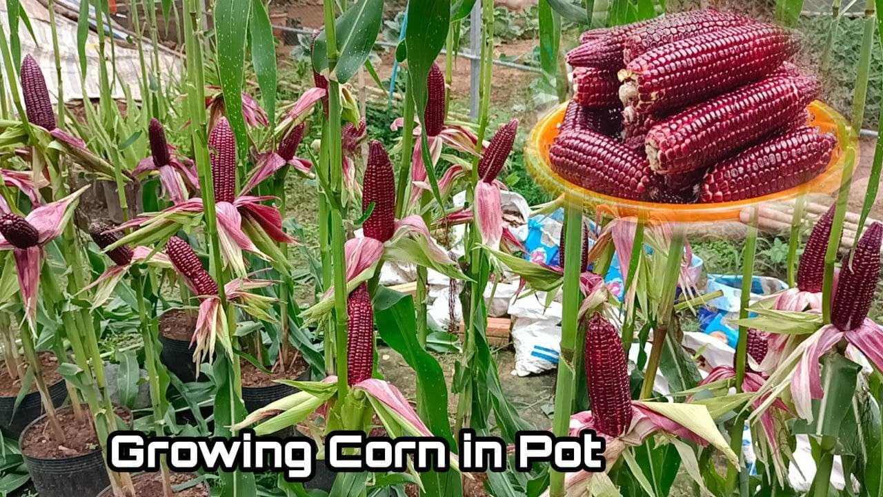 Growing Corn in Pots at Home / Ruby Queen Corn in Pots, Easy for ...
