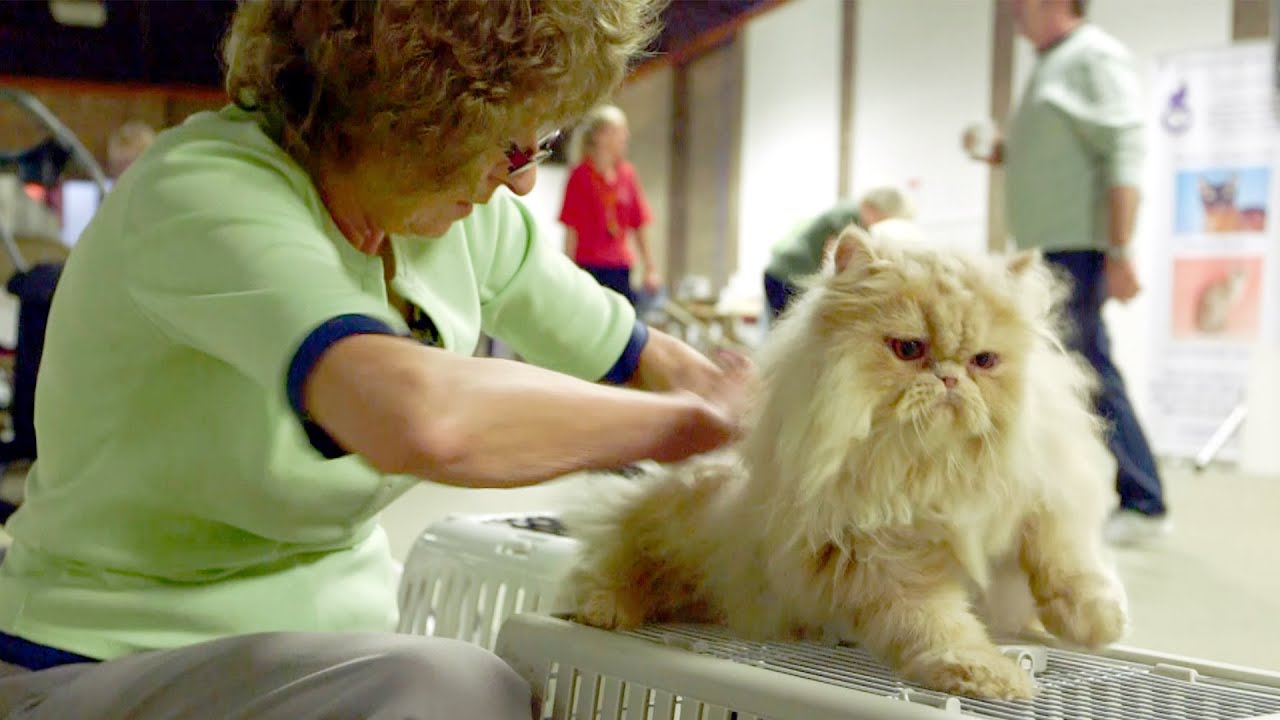 Meet the World's Most Extreme Cat Lovers | Heavy Petting - YouTube