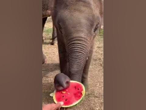 Elephants Originally Eat Melons This Way - YouTube