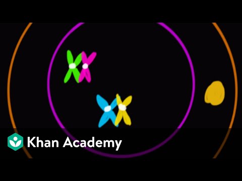 Meiosis I | Cell Cycle and Cell Division | Biology | Khan Academy - YouTube