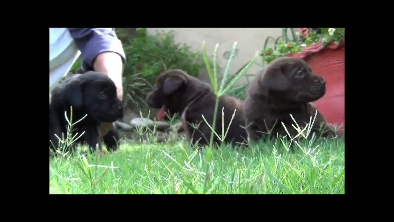 Show Quality Pedigree Labrador Puppies - YouTube