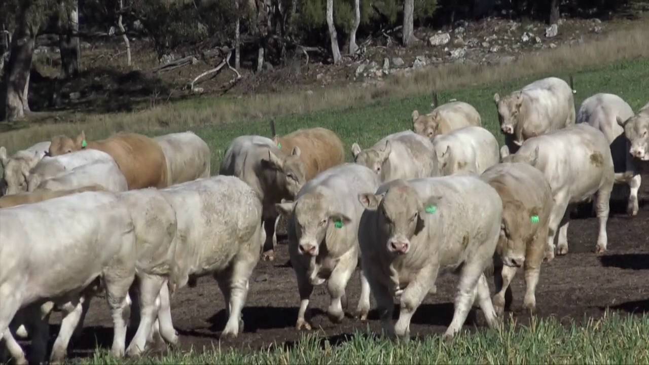 Palgrove 2016 Bull Sale Preview - YouTube
