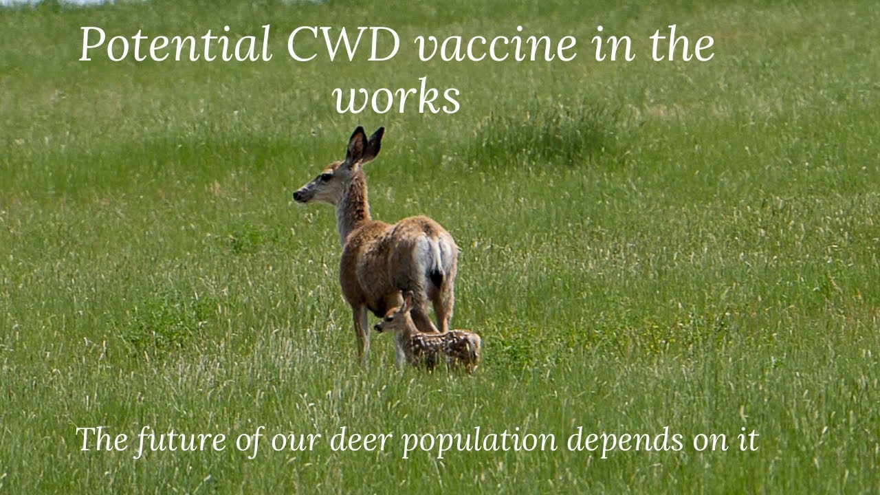 Can we find a cure for CWD? - YouTube