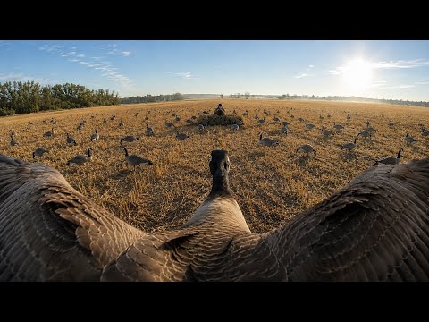 SOLO Honker Hunting a Wheat Field! (Goose Tips)