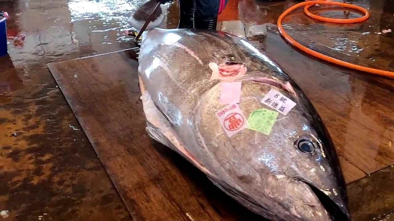 800 lb Giant Bluefin Tuna Cutting - Amazing Cutting Skill - YouTube