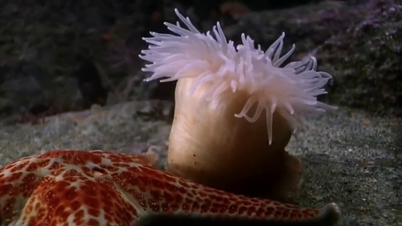 Anemone swims to escape attacking Seastar -ANIMAL PLANET. - YouTube