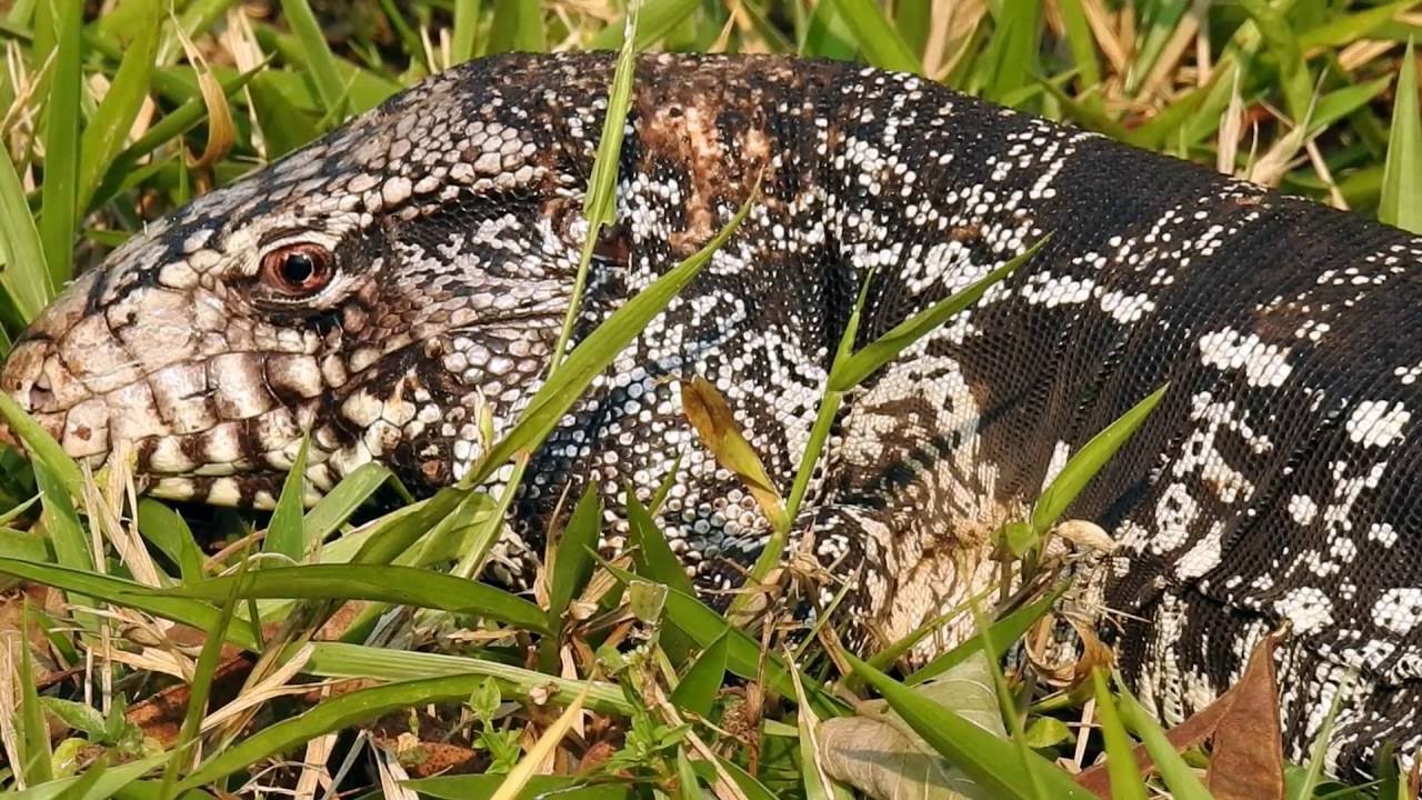 TEIÚ-GIGANTE, LAGARTO-TEIÚ, (SALVATOR-MERIANAE), BLACK AND WHITE TEGU ...