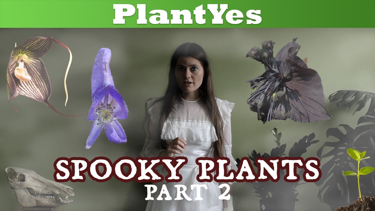 👻 Spooky Scary Crazy Plants part II: vampires, the devil and plants ...