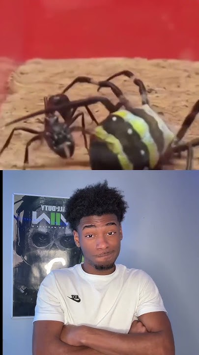 Ants vs spiders 💀 - YouTube
