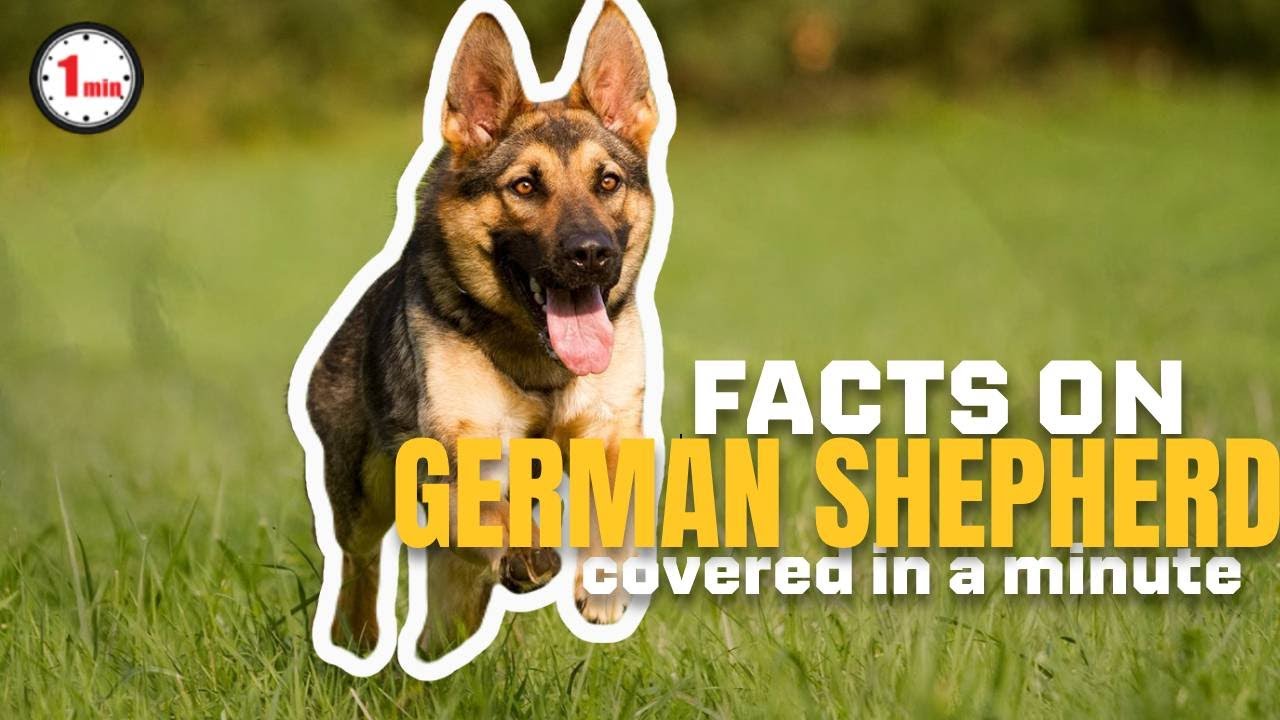 German Shepherd: A Trusty Companion?| German Shepherd in 1 Minute ...