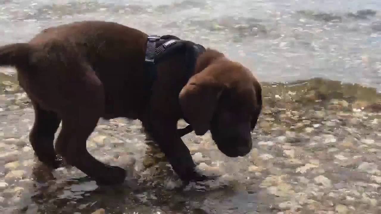 Bruno - The Puppy Choclate Labrador #ErsteWocheZuhause - YouTube