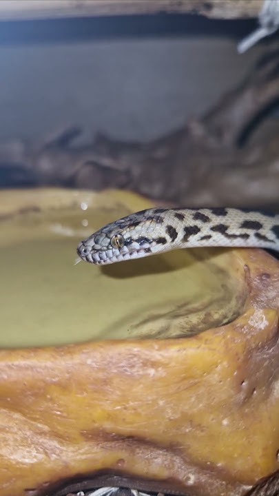spotted python drinking - YouTube